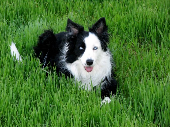 Top 10 Smartest Dog Breeds In The World