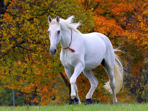 Top 20 Most Beautiful Horses In The World