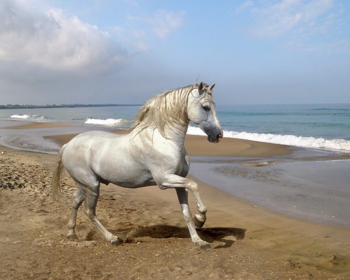 Top 20 Most Beautiful Horses In The World