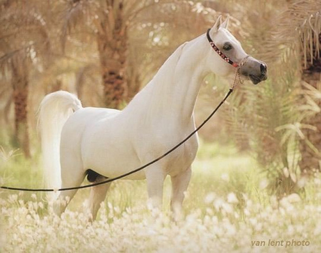 Top 20 Most Beautiful Horses In The World