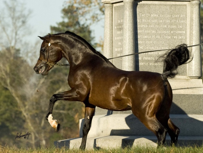 Top 20 Most Beautiful Horses In The World