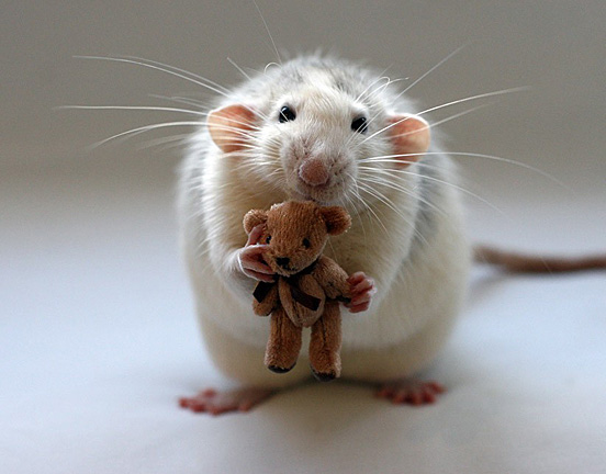 Top 30 Cutest Animals