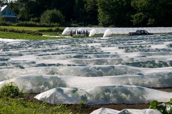 How To Fight Pests Using Organic Pest Control