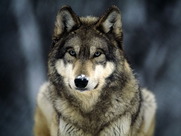 Gray Wolf Is A Keystone Predator Of The Ecosystem