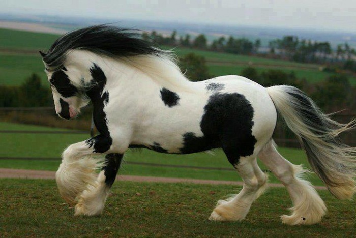 Top 20 Most Beautiful Horses In The World