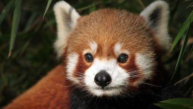 The Red Pandas Are Generally Quiet Except Some Tweeting Or Whistling ...