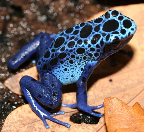 Top 24 Unique Colorful Creatures Around The World