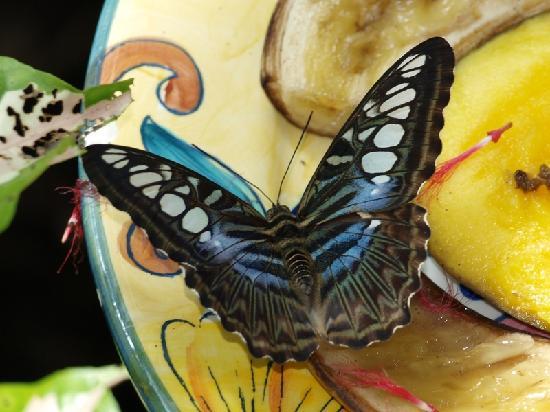 Top 24 Unique Colorful Creatures Around The World