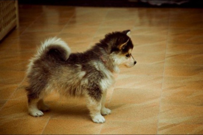 Do You Like To Get A Pomsky Puppy?
