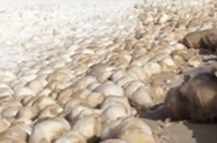Massive Ice Boulders Found In A Huge Number On Lake Michigan Shore