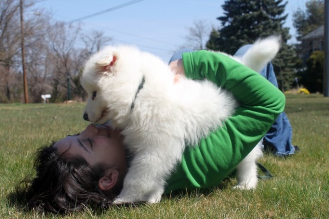 Samoyed Is A Fluffy, Gorgeous And Perfect Companion Dog