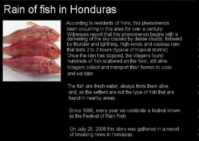 Believe It Or Not! It Is Raining Fish In Honduras Instead Of Water Drops