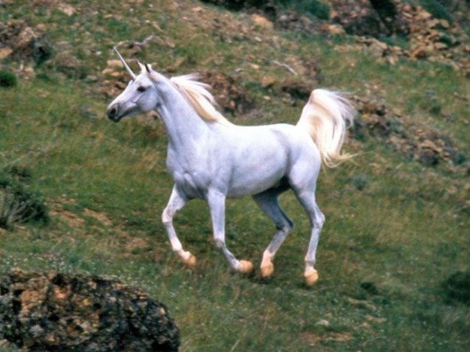 Know 10 Points Of Information About The Unicorn