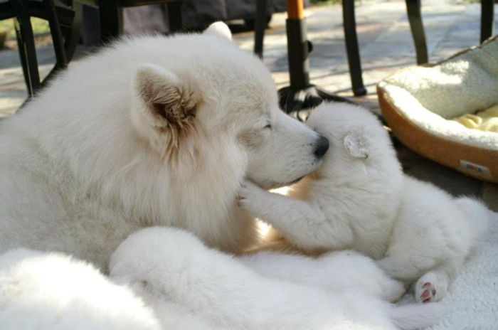 Do You Like The Fluffy Samoyed Puppies?