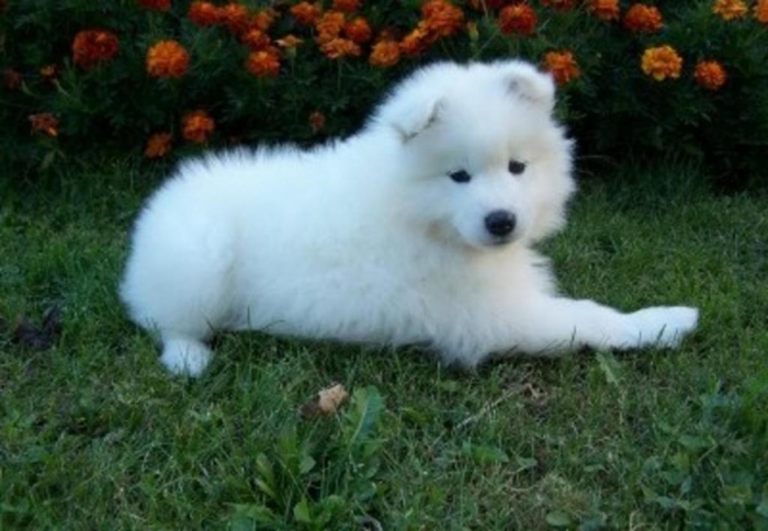 Do You Like The Fluffy Samoyed Puppies?