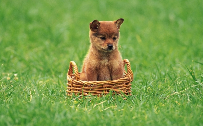 What Is The Dog Breed Shiba Inu Puppies?