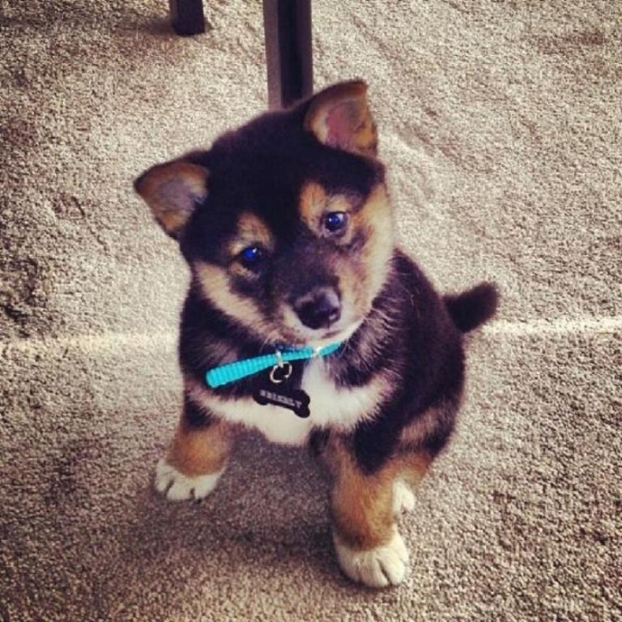 What Is The Dog Breed Shiba Inu Puppies?