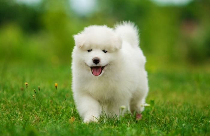 Do You Like the Fluffy Samoyed Puppies?