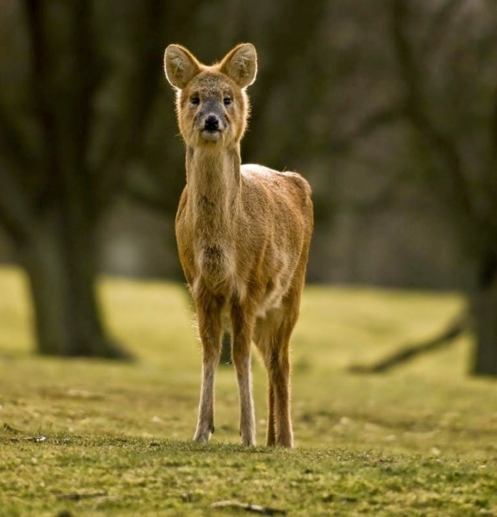 Take a Look at the Scary Vampire Deer before It Disappears – Pouted ...