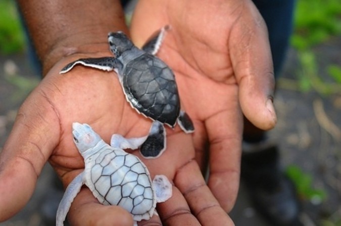 Do The White Turtles Really Exist On Earth?