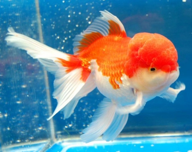 What Are The Kinds Of Fish You Can Put In Your Fish Tank?