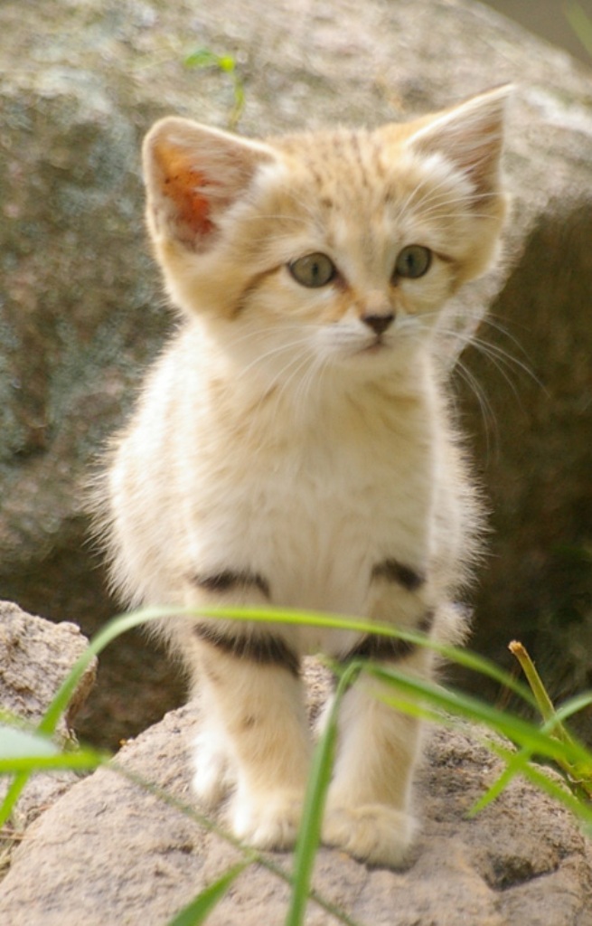 Why Is The Sand Cat The Strongest Cat On Earth?