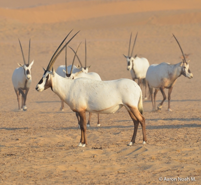 The Arabian Oryx Returns Back to Life – Pouted Magazine