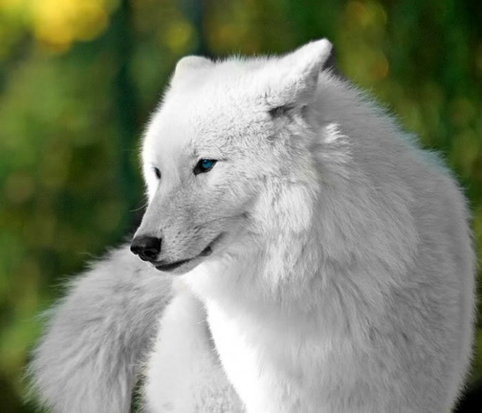 Serious Facts You Must Know about the White Snow Wolf – Pouted Online ...