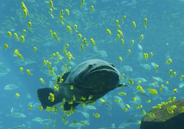 Is The Atlantic Goliath Grouper Endangered?