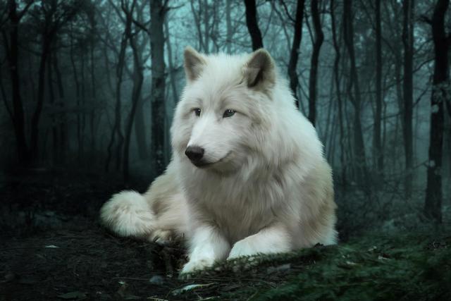 Pure White Wolf Pup