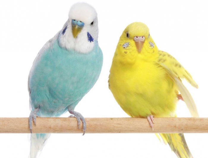 Canary” The Bird of Kings, Rich People & Miners