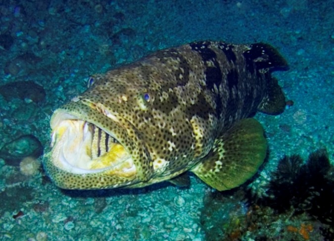 Is The Atlantic Goliath Grouper Endangered?