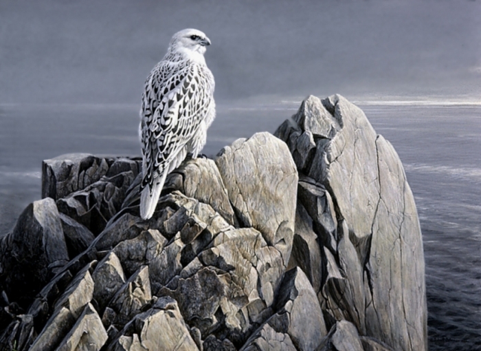 Rare White Falcons You Have Never Seen Before