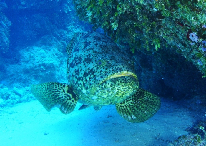 Is The Atlantic Goliath Grouper Endangered?