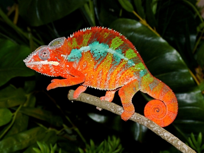 How Can the Chameleon Change Its Color?
