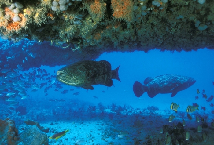 Is The Atlantic Goliath Grouper Endangered?