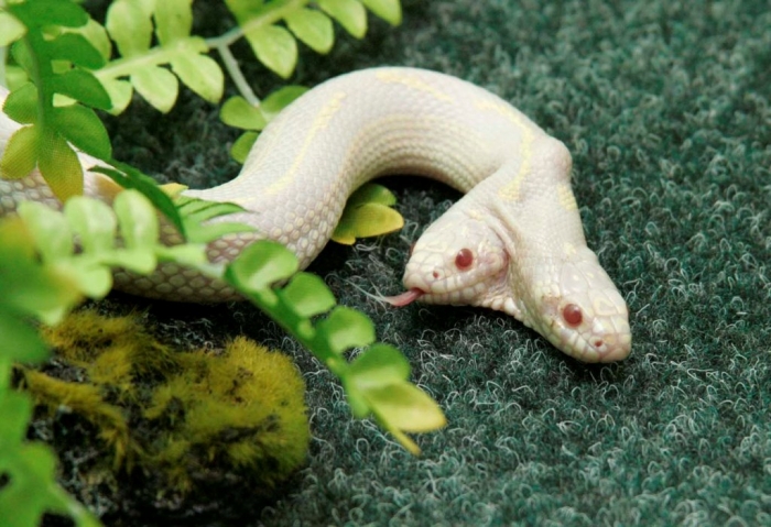 Is The White Snake Just A Legend?