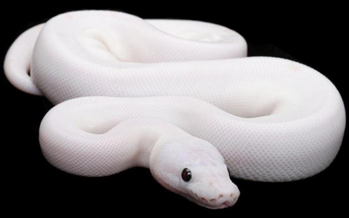 Is The White Snake Just A Legend?