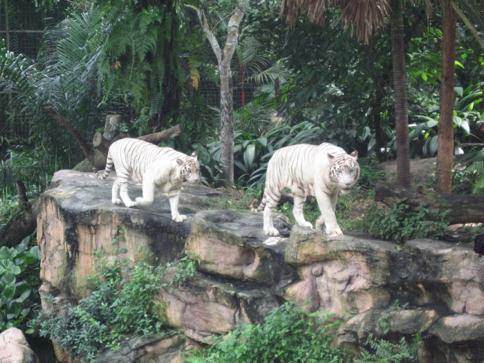 Why Are These Rare & Weird Tigers White?
