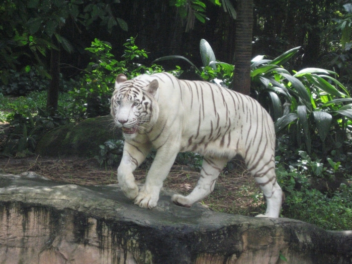 Why Are These Rare & Weird Tigers White?