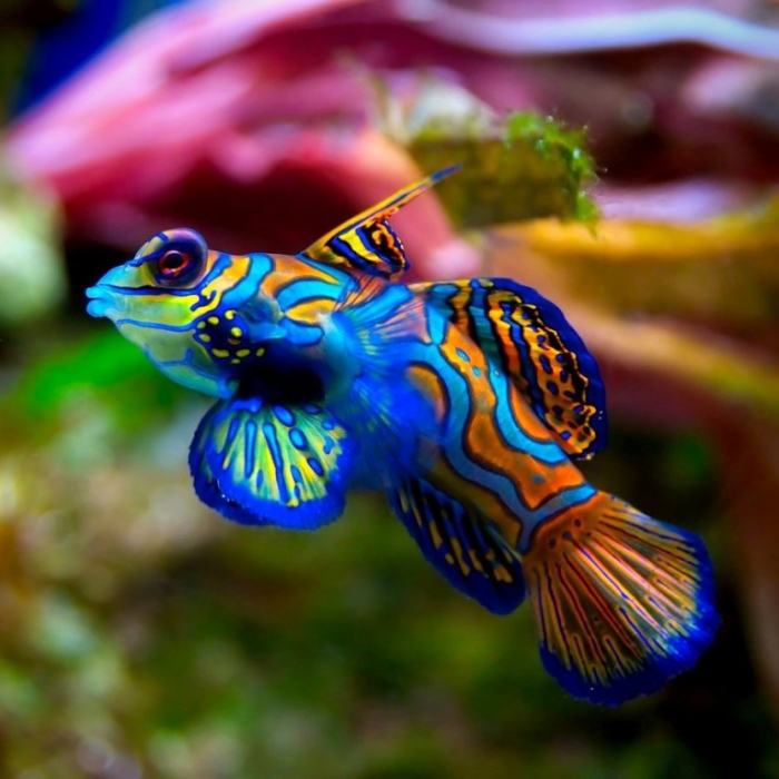 What Are The Kinds Of Fish You Can Put In Your Fish Tank?