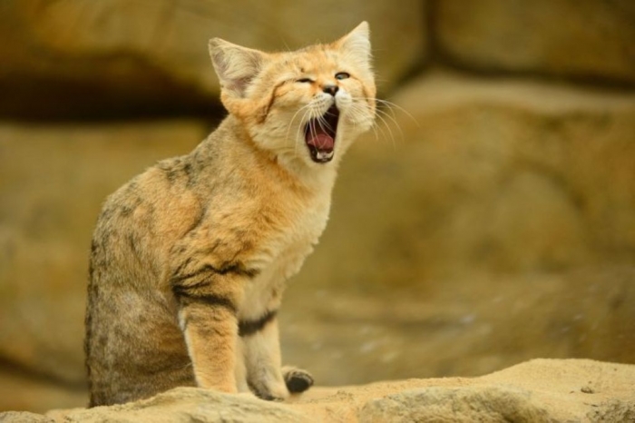 Why Is The Sand Cat The Strongest Cat On Earth?