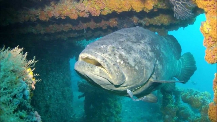 Is The Atlantic Goliath Grouper Endangered?
