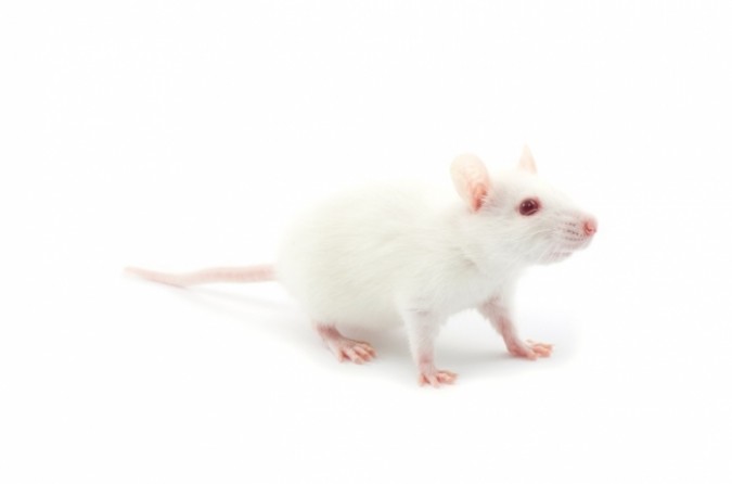 Why Are The White Rats Extremely Important?