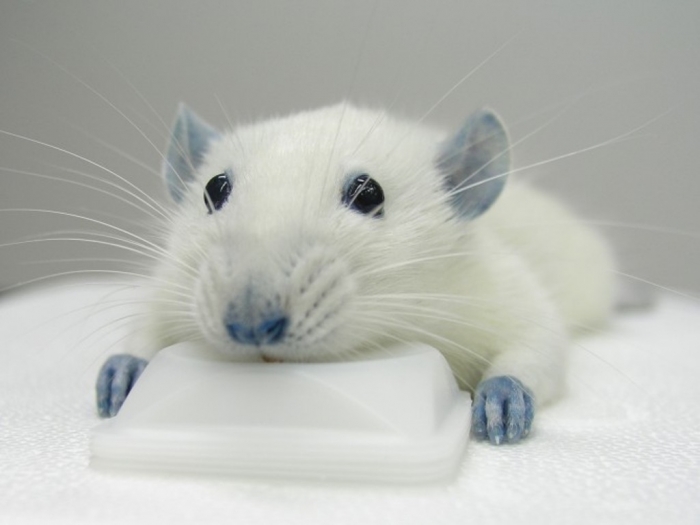 Why Are The White Rats Extremely Important?