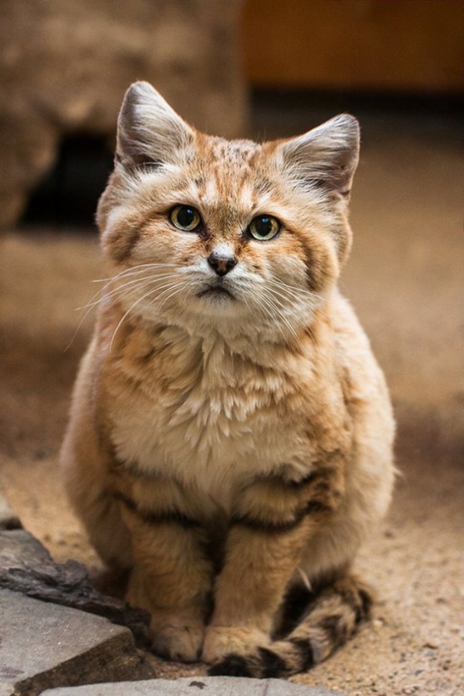 Why Is The Sand Cat The Strongest Cat On Earth?
