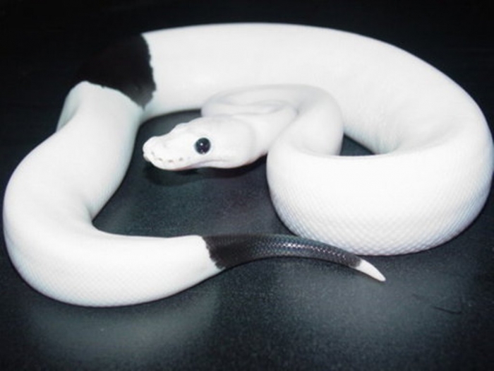 Is The White Snake Just A Legend?