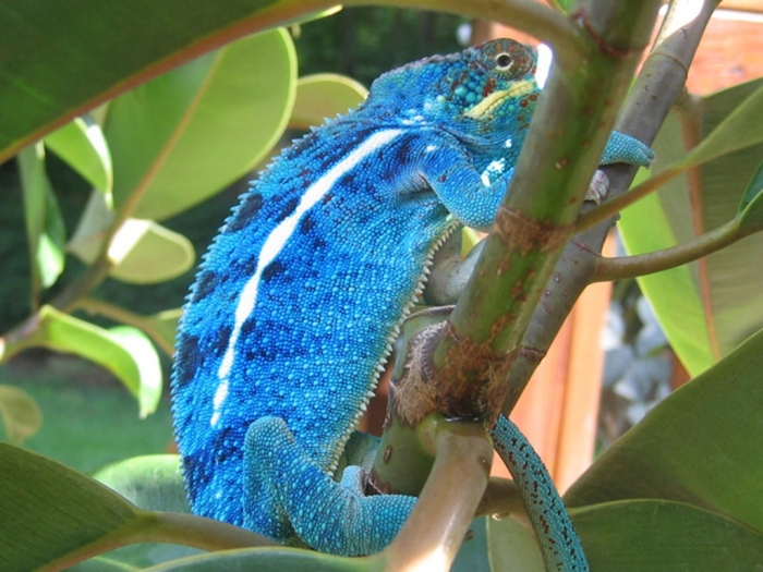 How Can The Chameleon Change Its Color?