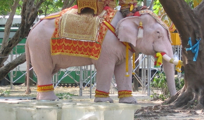 The White Elephant Is Not A Legend