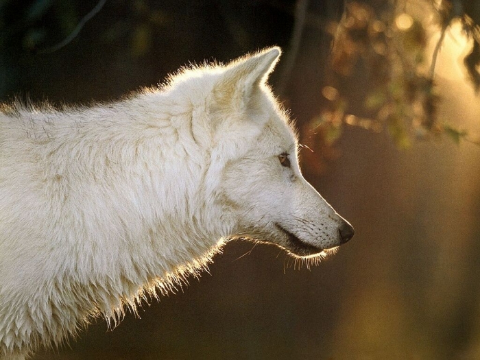 Serious Facts You Must Know About The White Snow Wolf